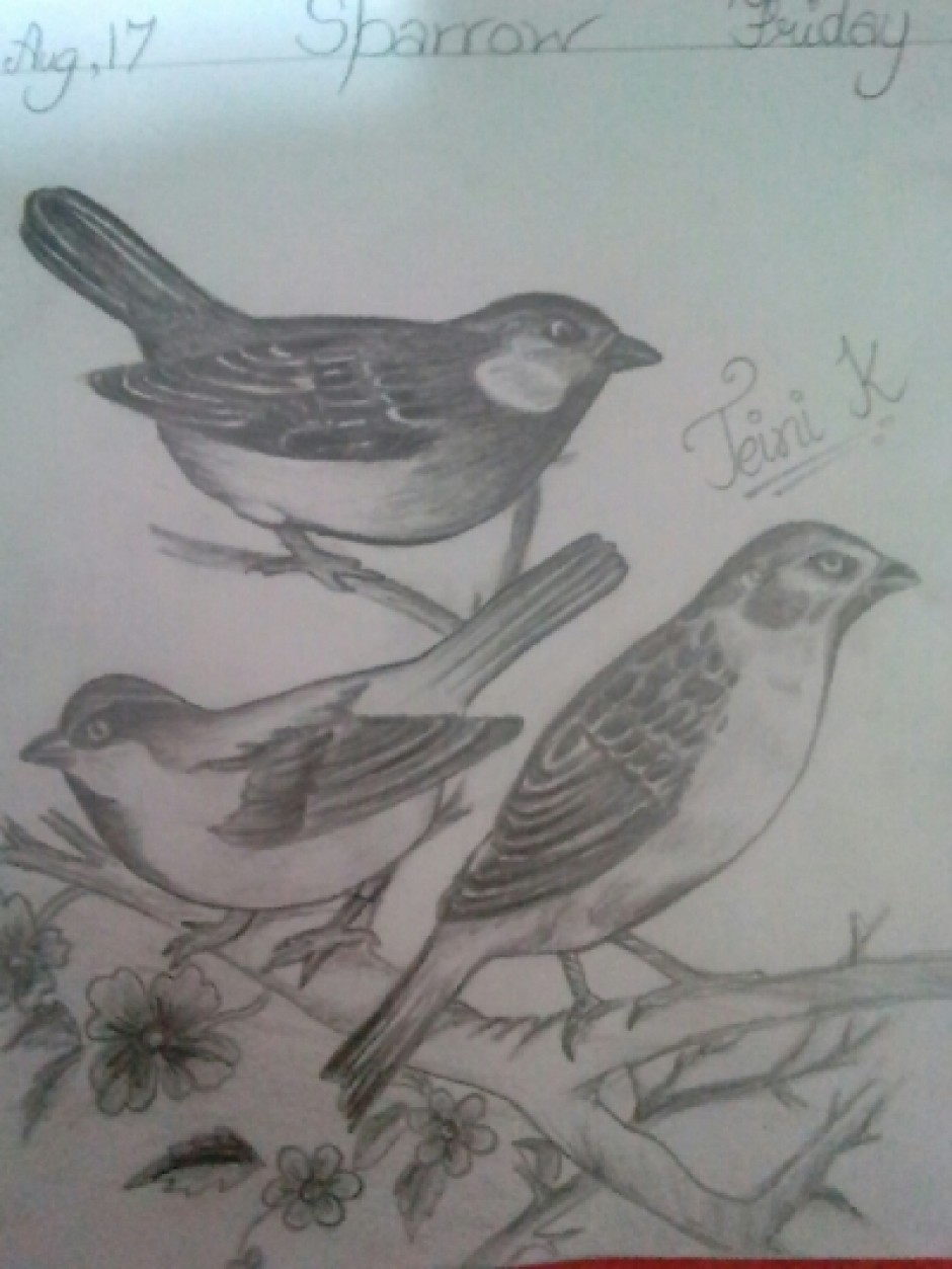 Sparrows in shading drawn by me