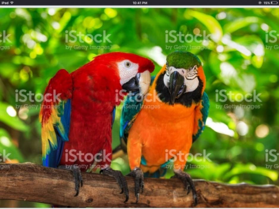 Beauty of nature through green----Parrots.