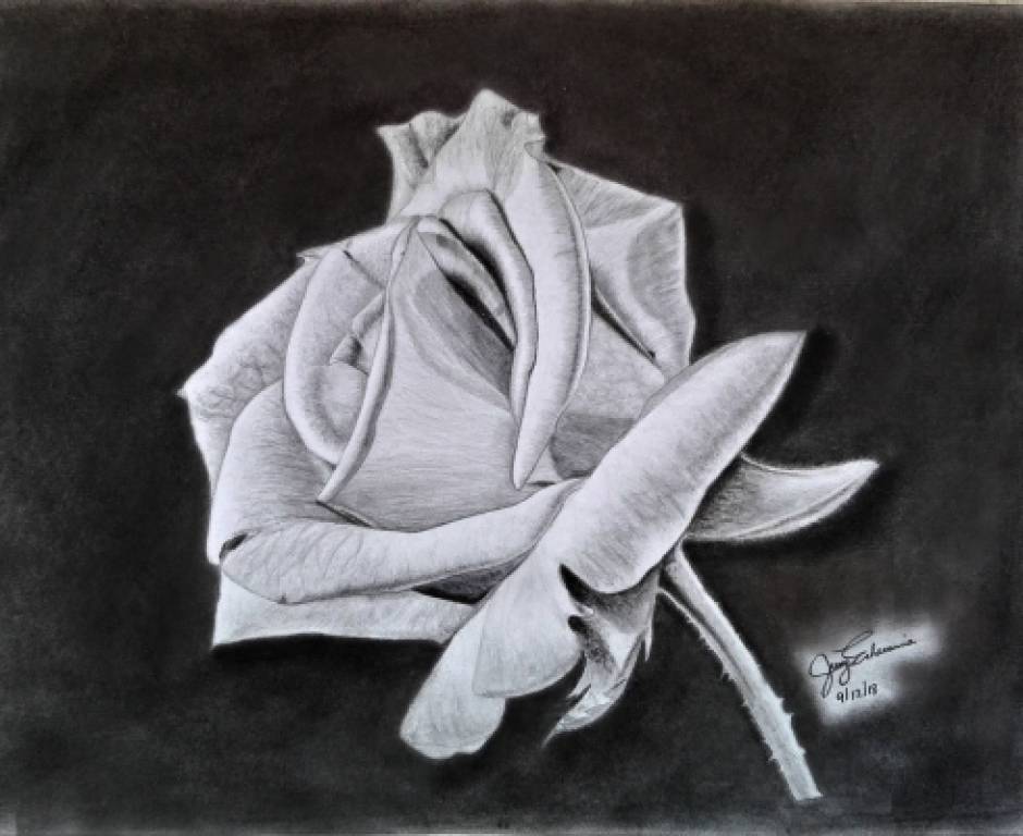 Rose Study Drawing