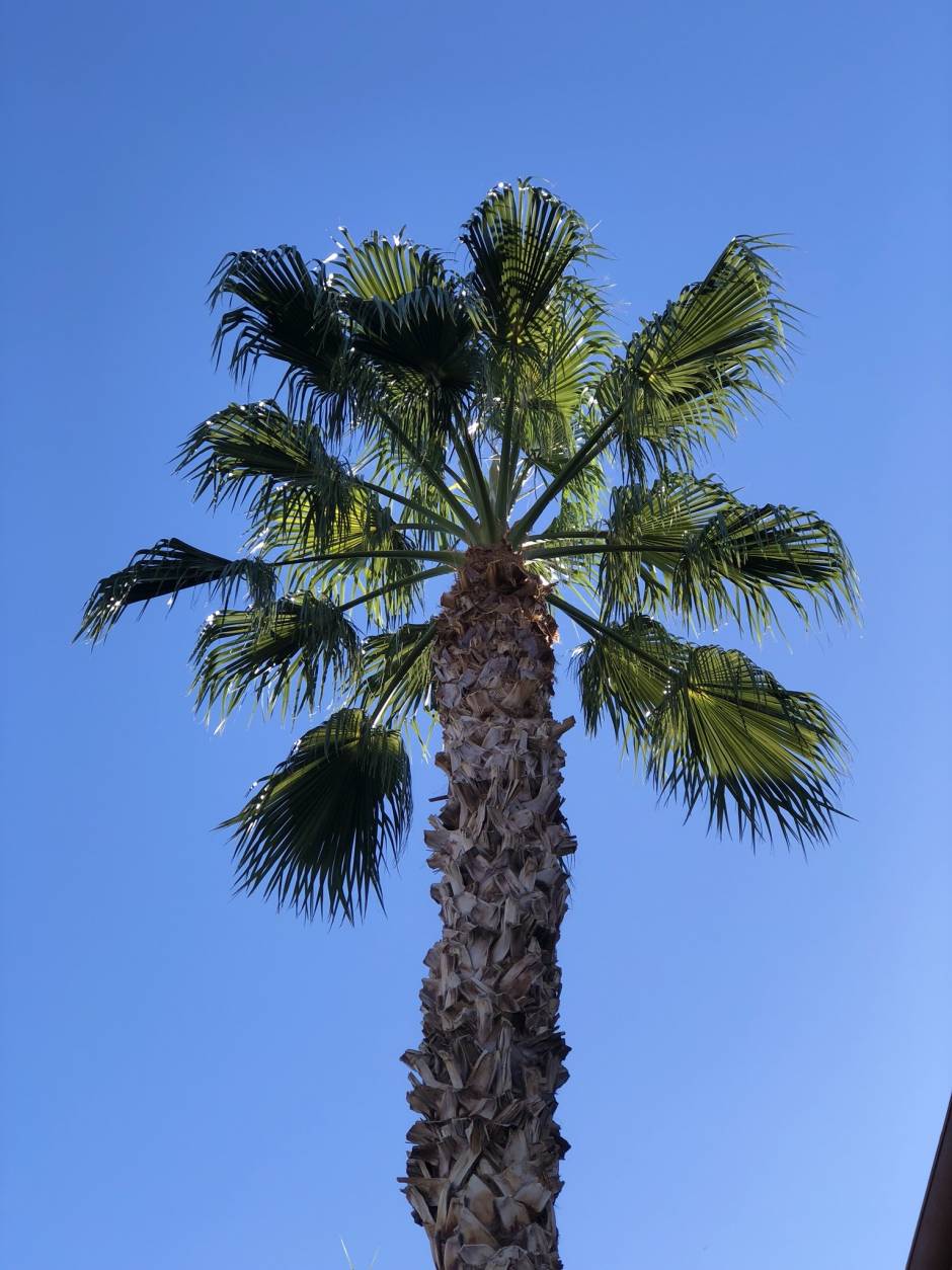 Palm Tree