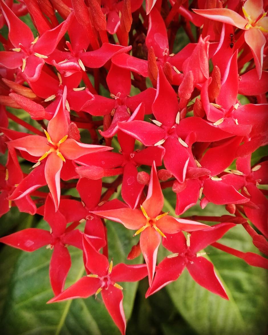 Red Flowers????