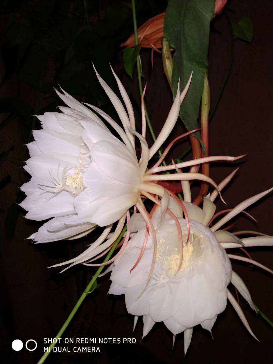 Brahmakamal flower - Indian mythological plant!