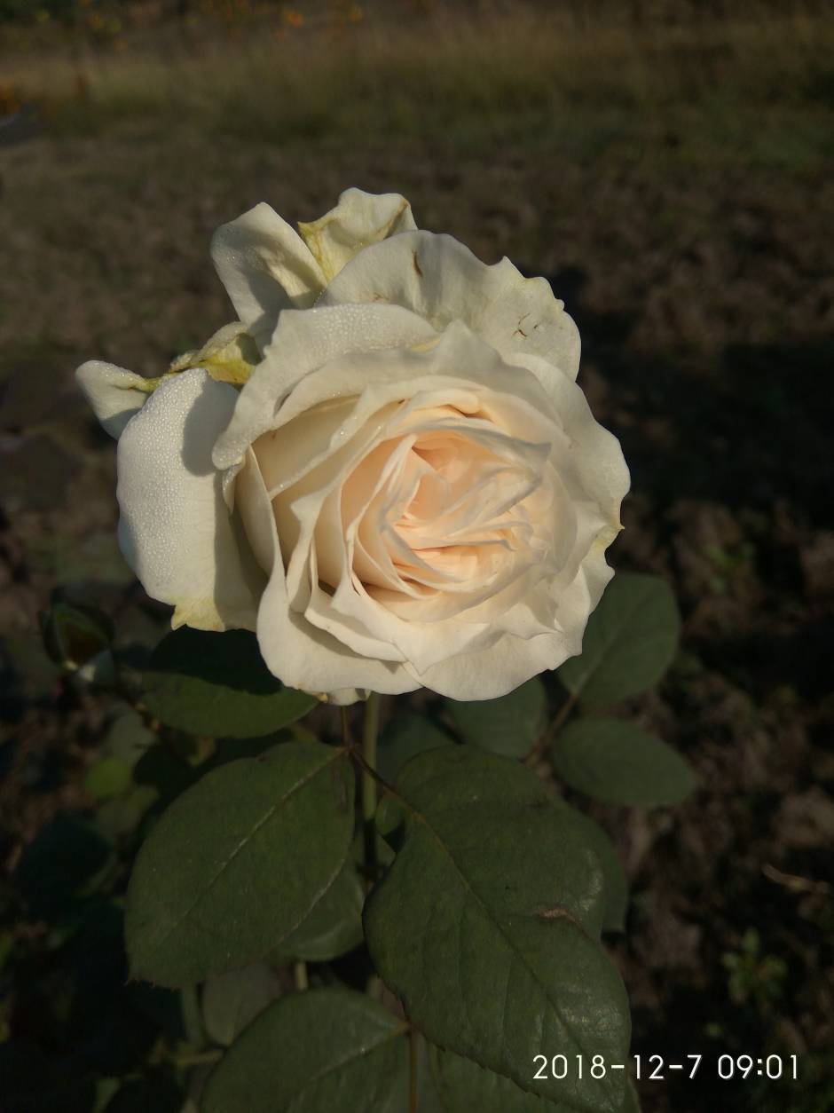 White Rose