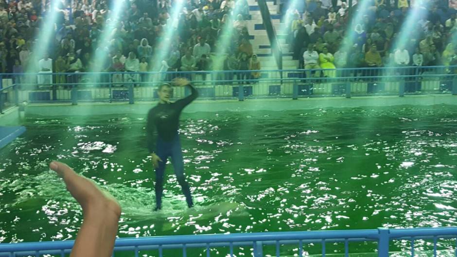dolphin show