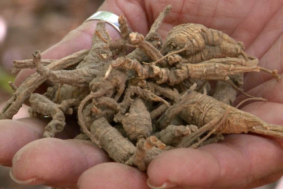 All You Need To Know About Ginseng Hunting