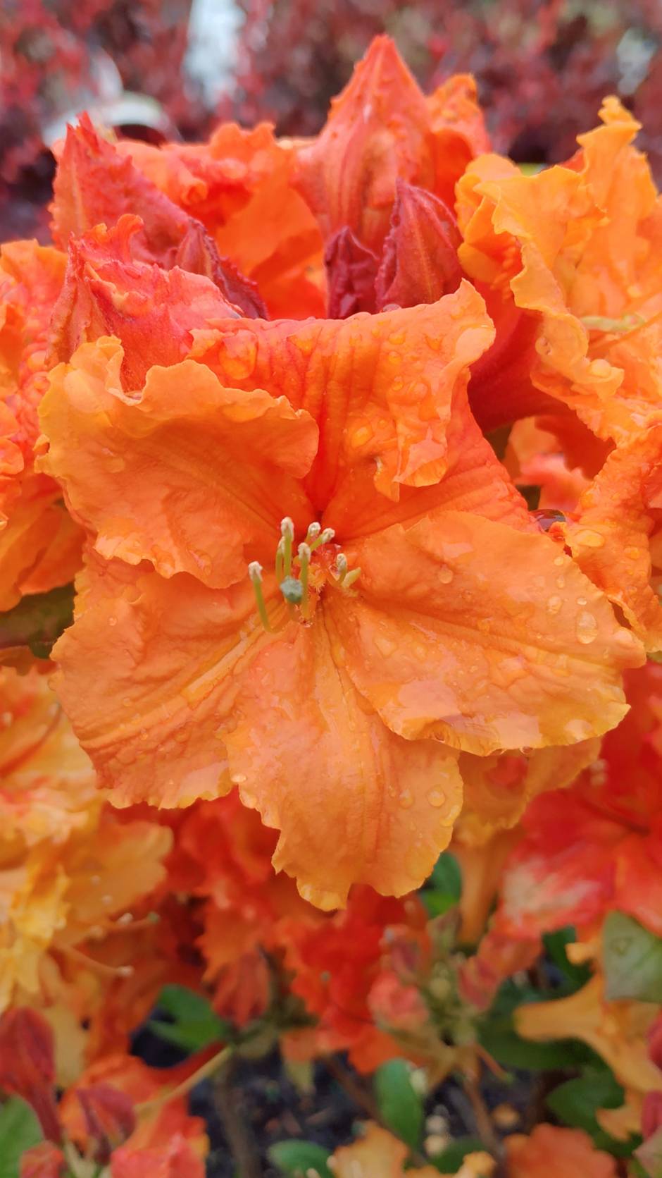 Orange Azalea