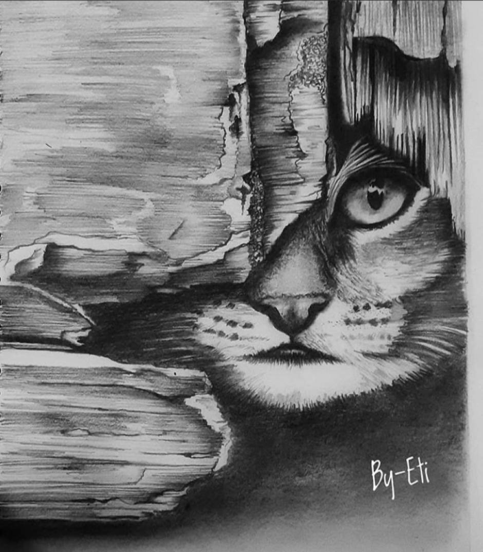 Cat sketch