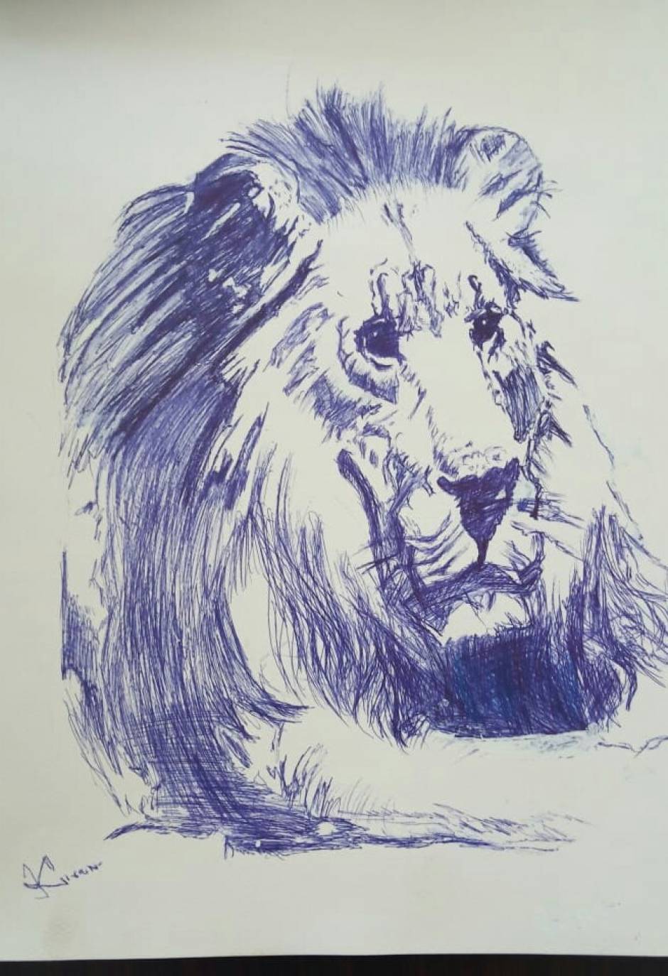 Lion sketch