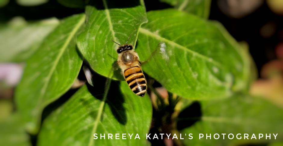 Beauty of the Buzzing Bee