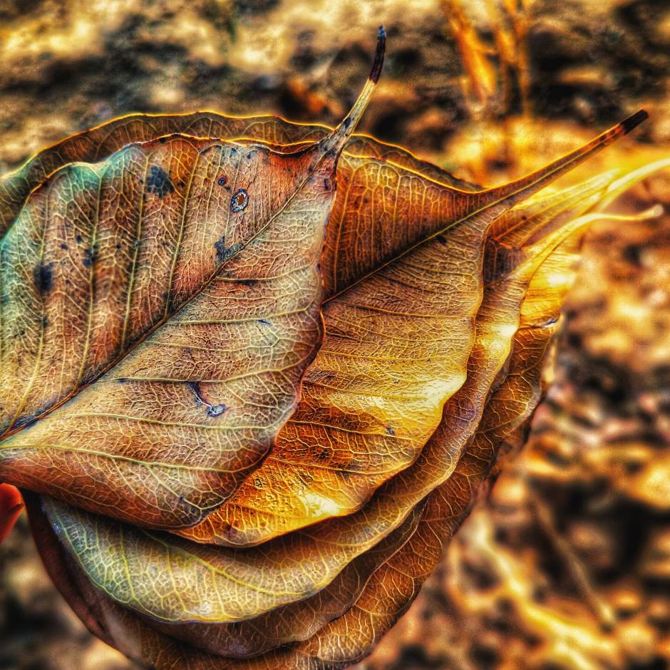 The fallen leaf