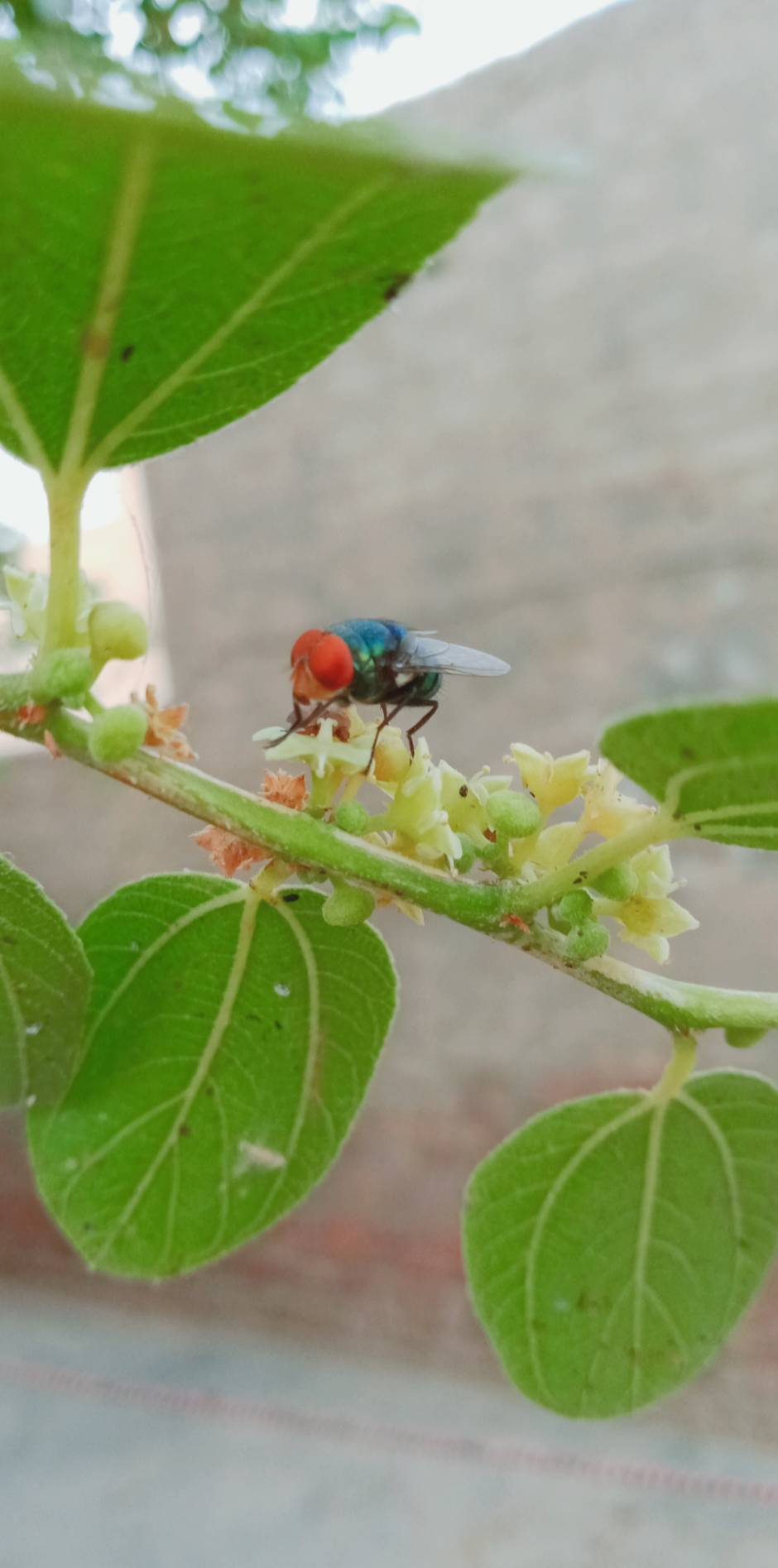 Amazing look natural Bee