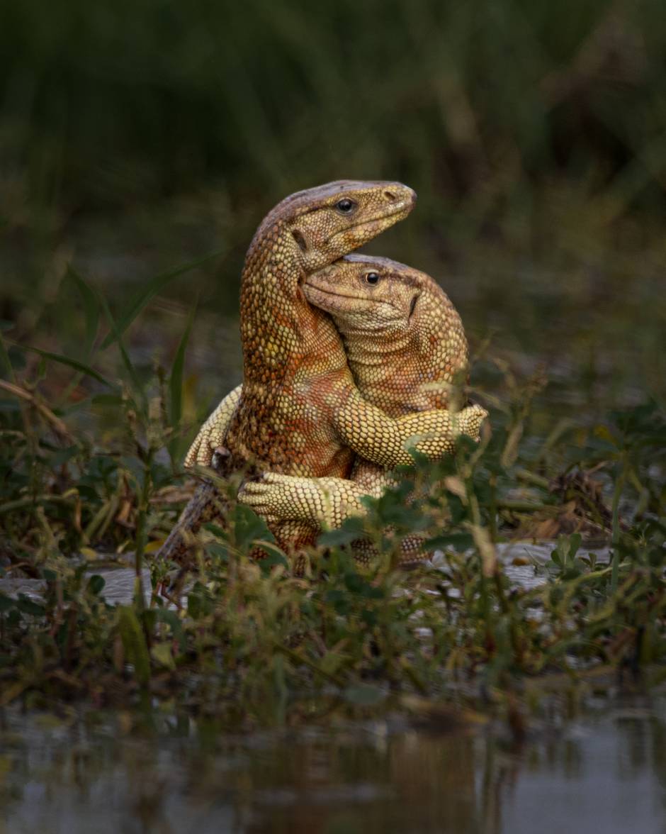 A Territorial fight of Yellow Monitor Lizard