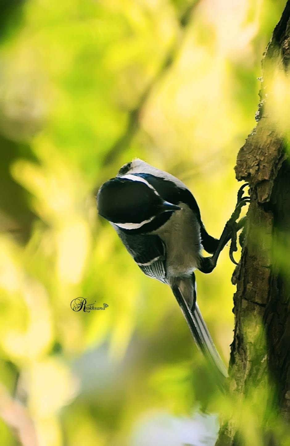 National bird of Bangladesh