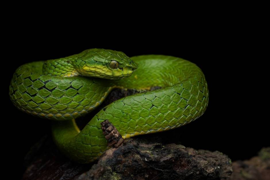 Large scaled pit viper