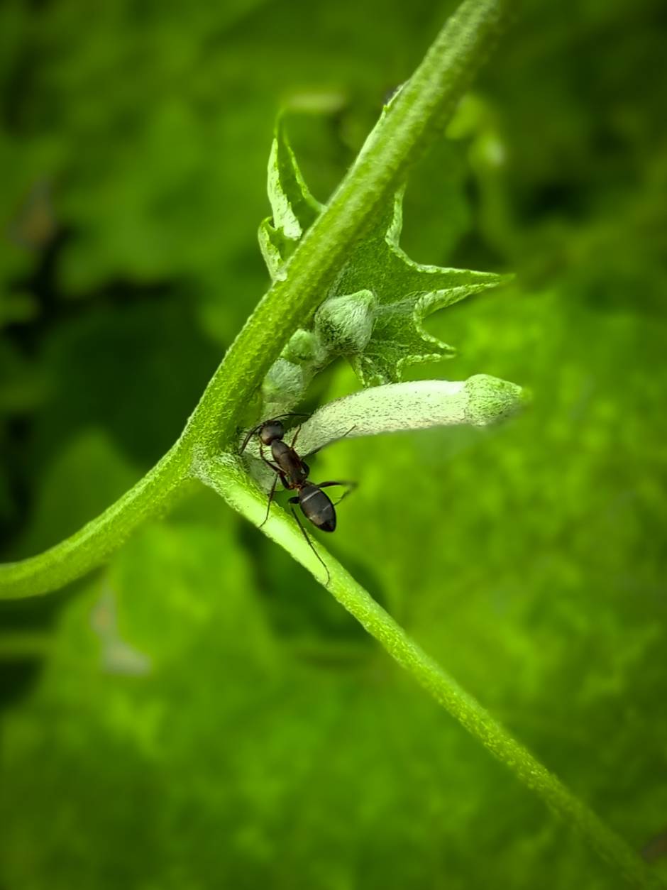 Sponge guard with ant and green leaf