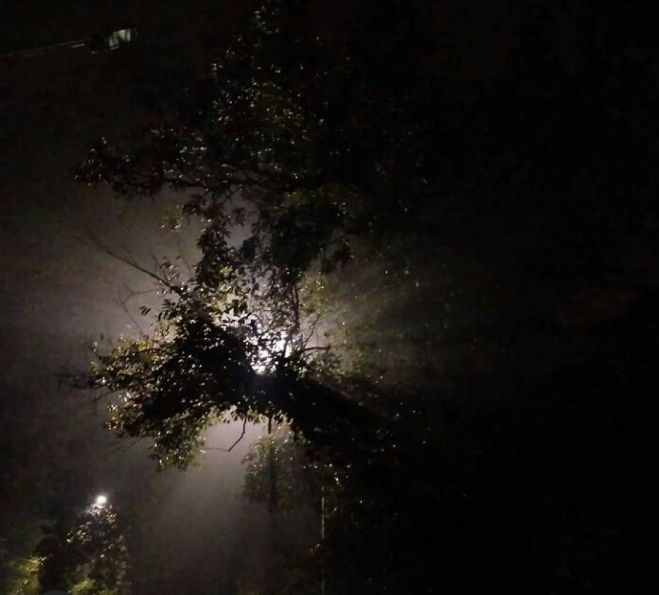 Night-Light-Tree