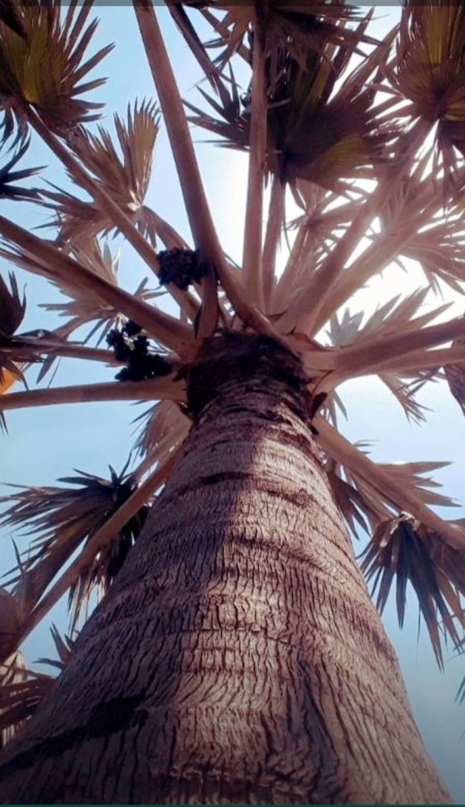 Photography of tree