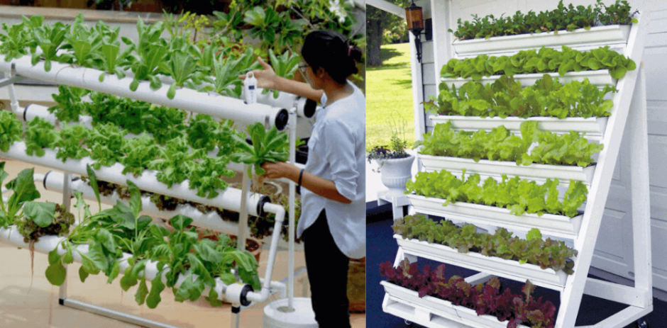 Vertical Farming at Home - Benefits, Equipment and Costs