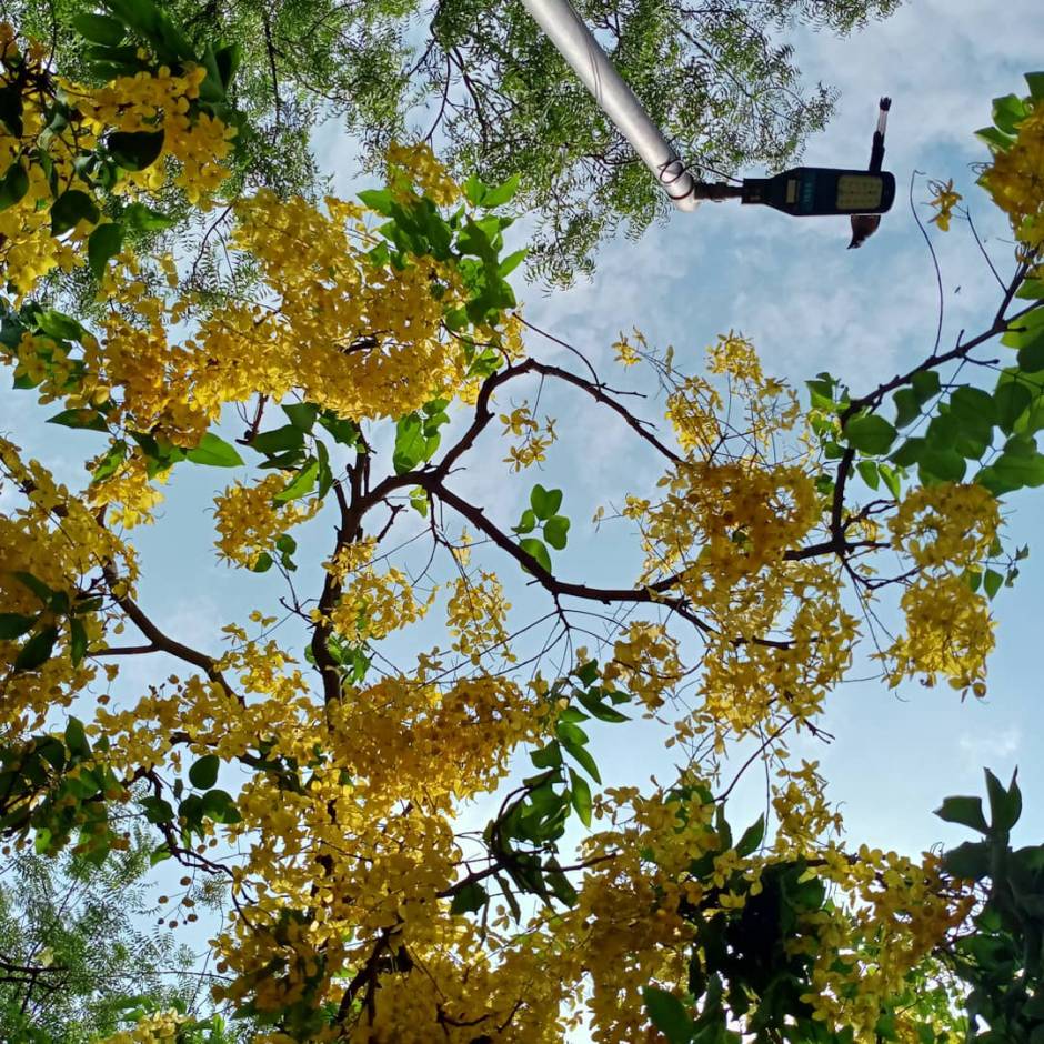 The golden shower tree is a medium-sized tree, growing to 10–20 m (33 ...