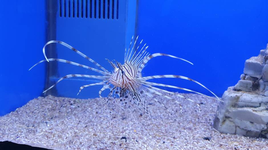 Lion fish