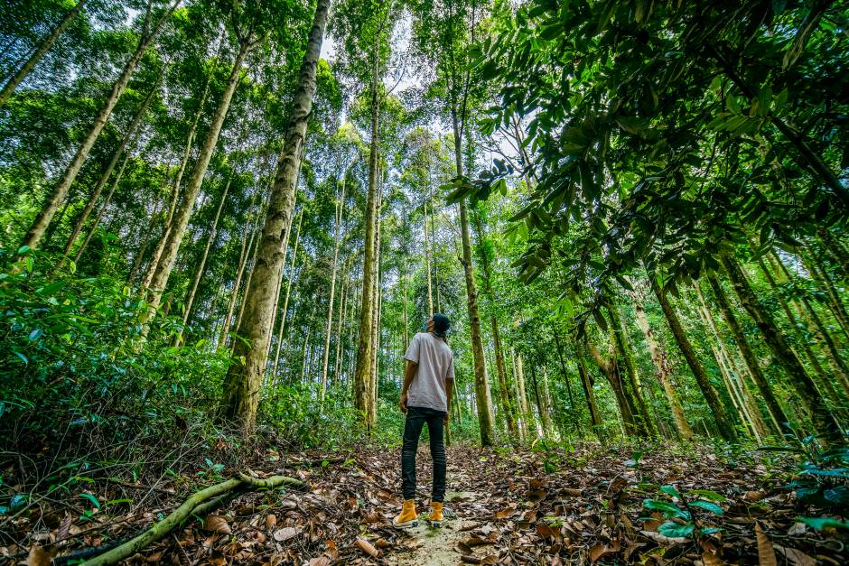 The Story of People and Trees