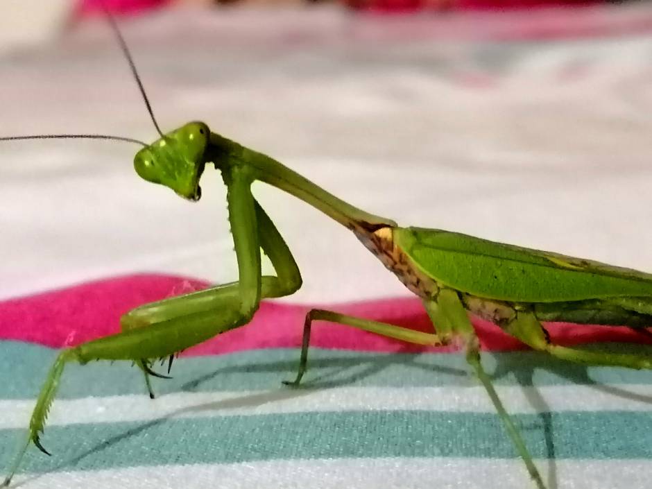 MANTIS