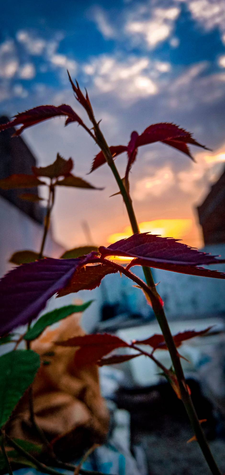 Mobile photography Natural photo