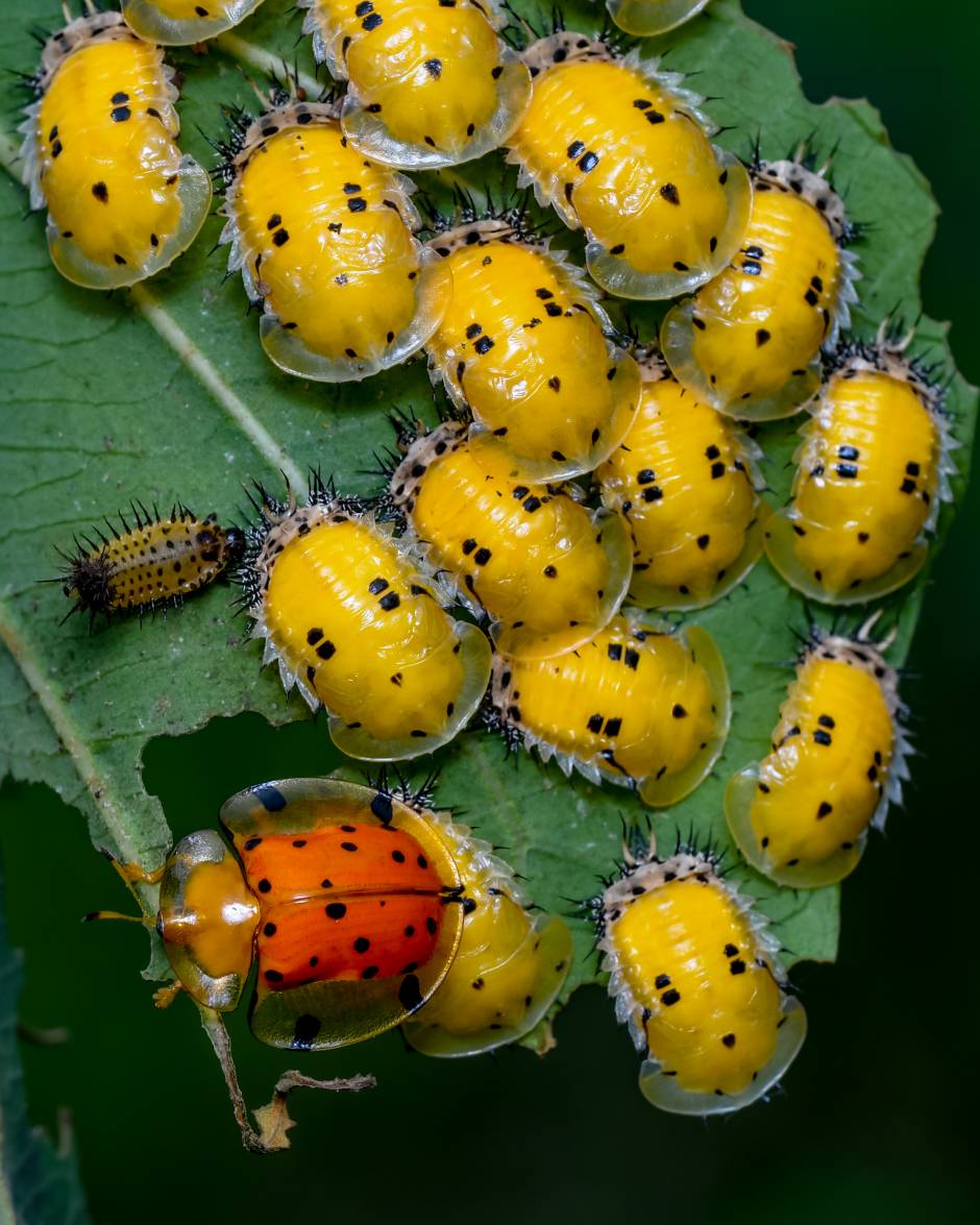 Three stages of Tortoise shell beetle are in one frame. Here I want to ...
