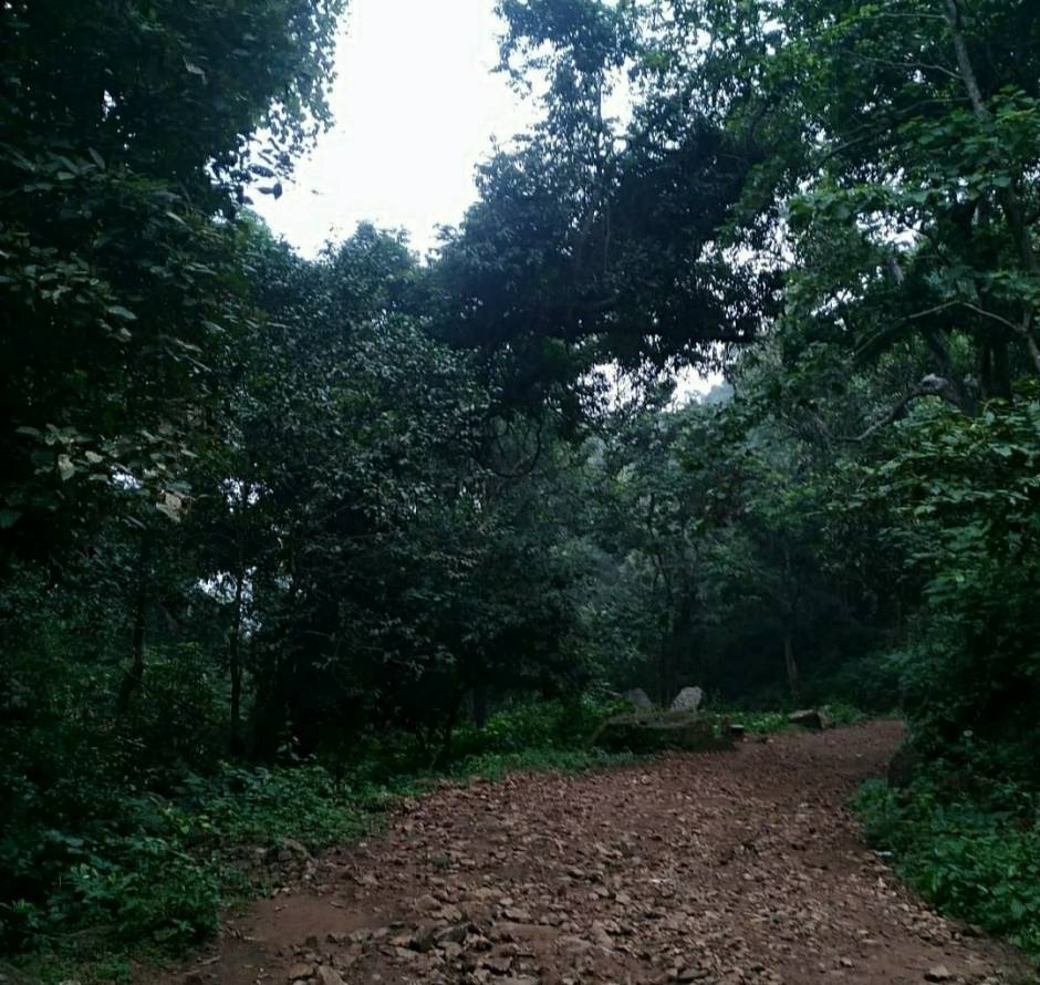 On the way to Rampa Chodavaram waterfalls, Andhra, India