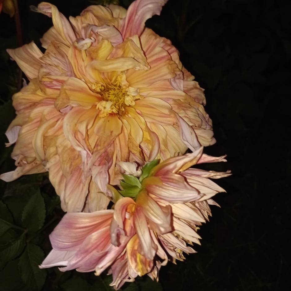 Night floral photography