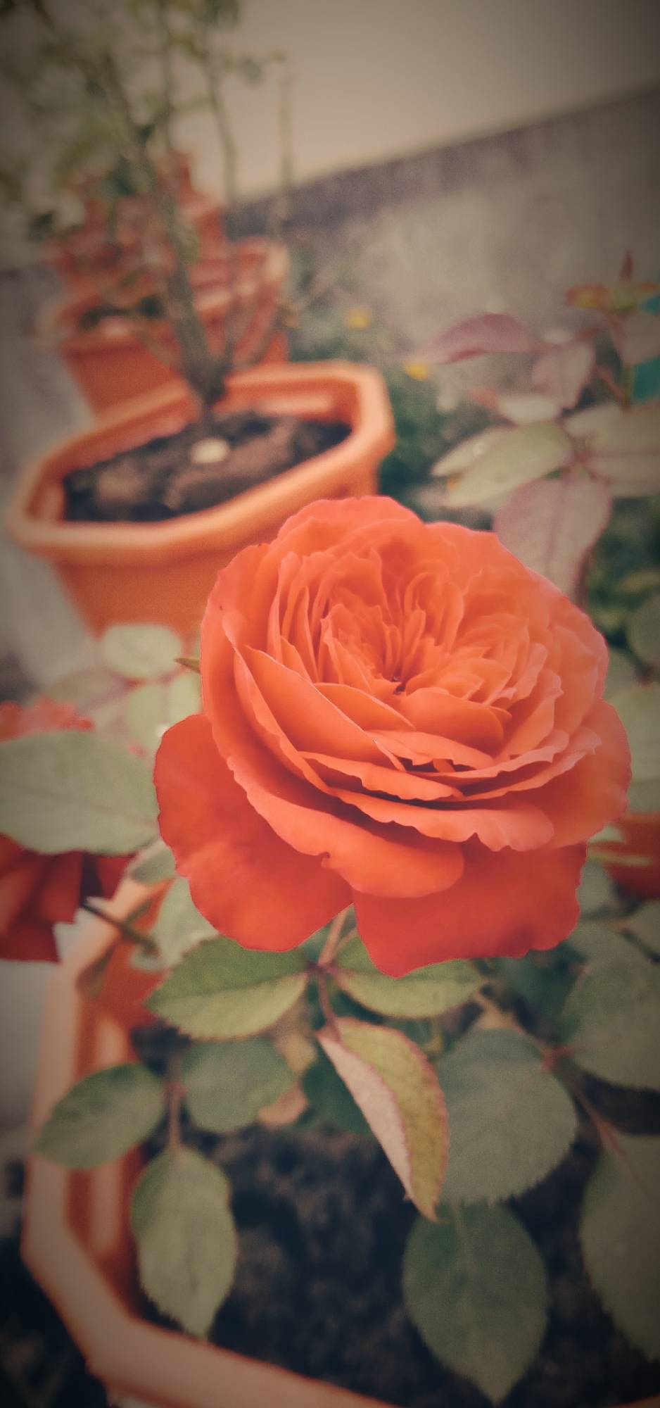 Rose