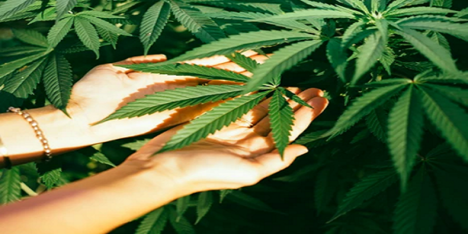 5 Major Points To know About Weed