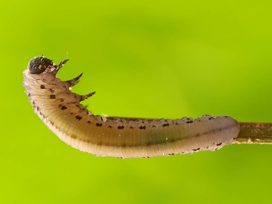 Caterpillar Macro