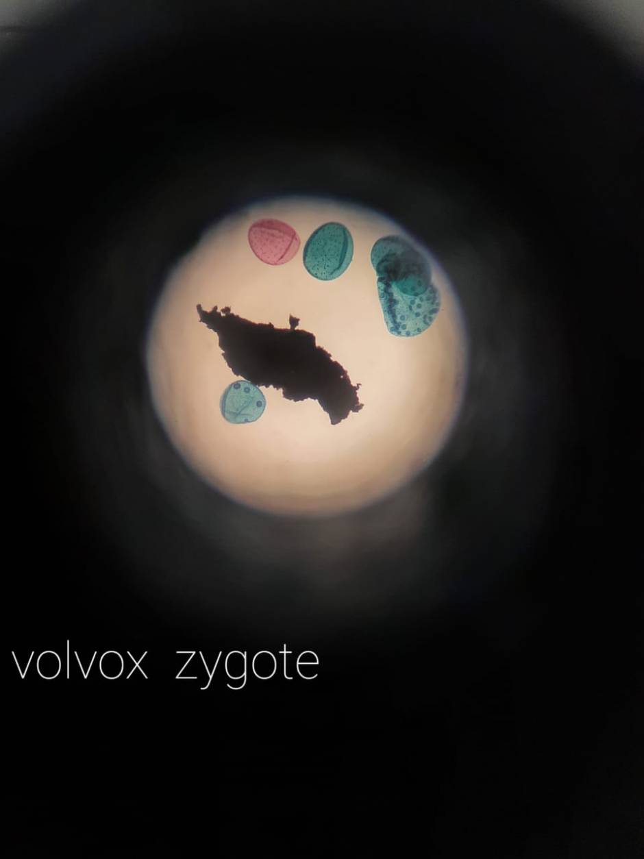 Macro photography from microscope