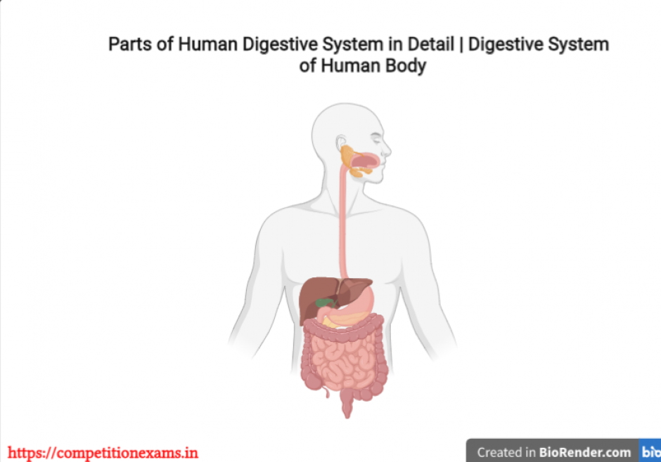 Parts of Human Digestive System
