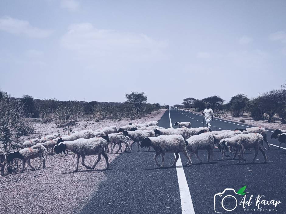 Village with sheeple and sheeple man