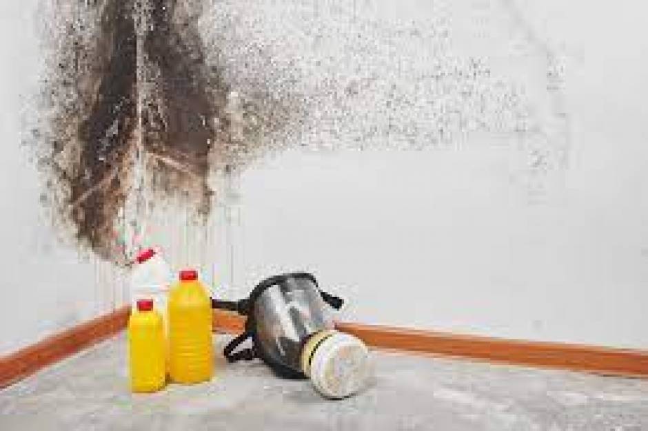 Mold Removal: Techniques, Safety Measures, and Prevention