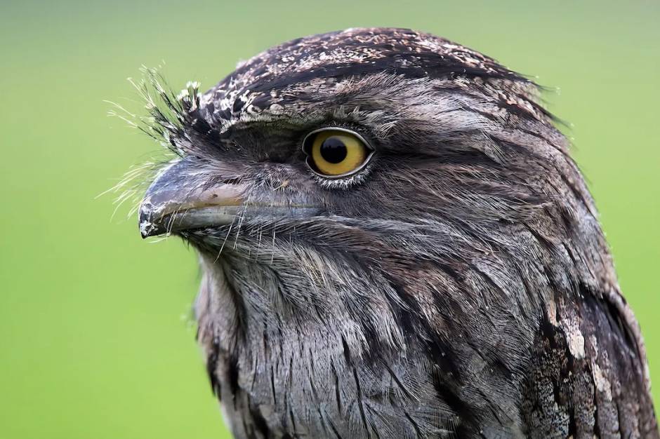 Potoo Bird Mysterious and Fascinating Creature