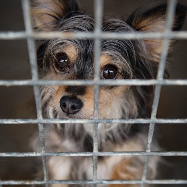 7 Ways you can be Kind to Stray Animals - Fuzia